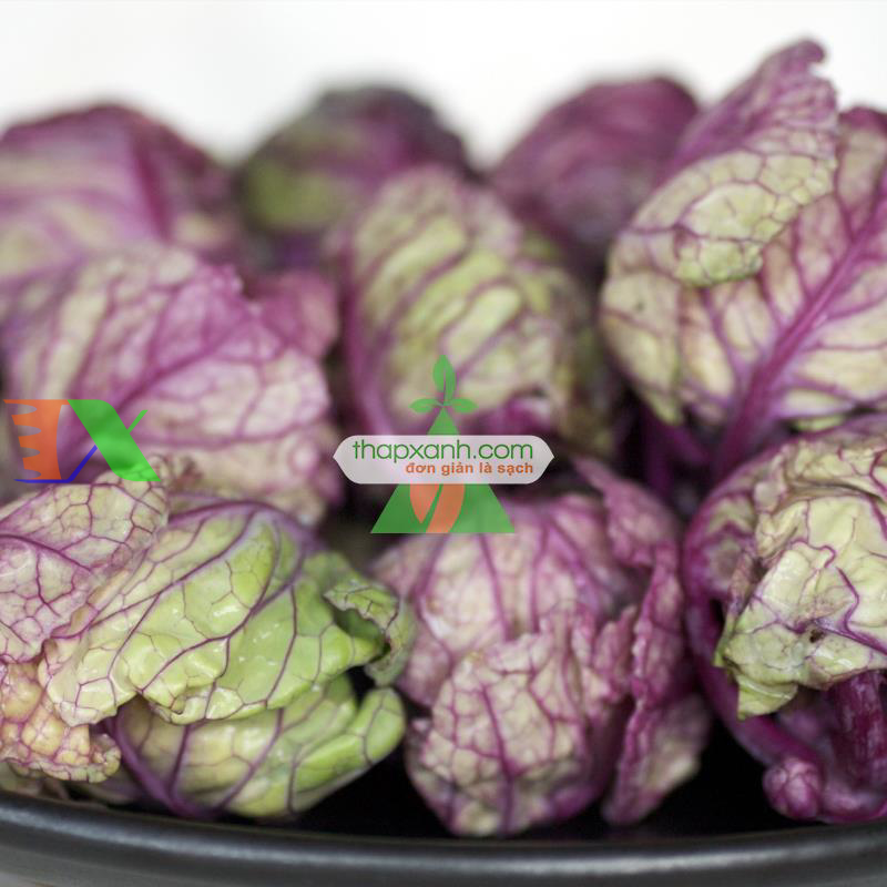 Hạt giống Bắp cải tí hon tím.Công nghệ Nông Nghiệp