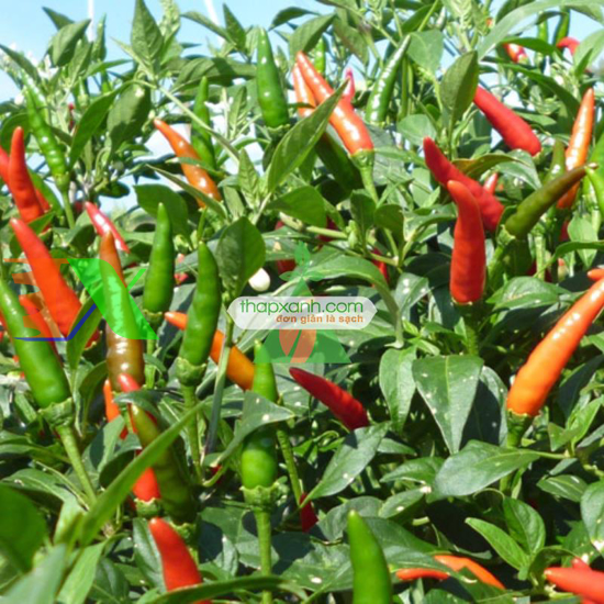 Hạt giống Ớt Sừng Trâu mix.Công nghệ Nông Nghiệp