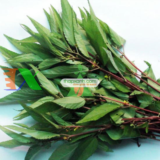 Hạt giống rau Đay.Công nghệ Nông Nghiệp