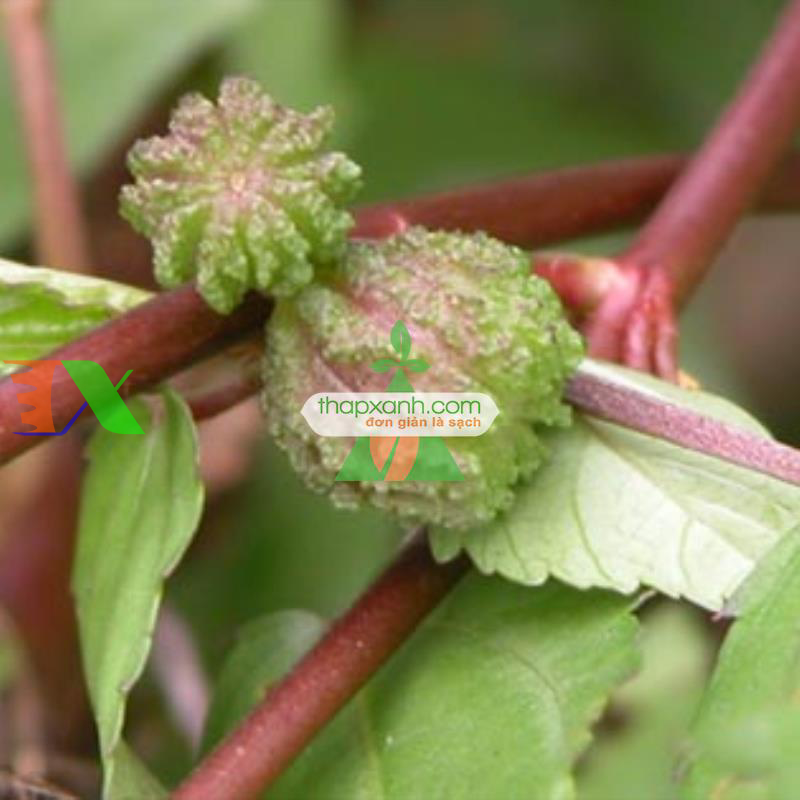 Hạt giống rau Đay.Công nghệ Nông Nghiệp