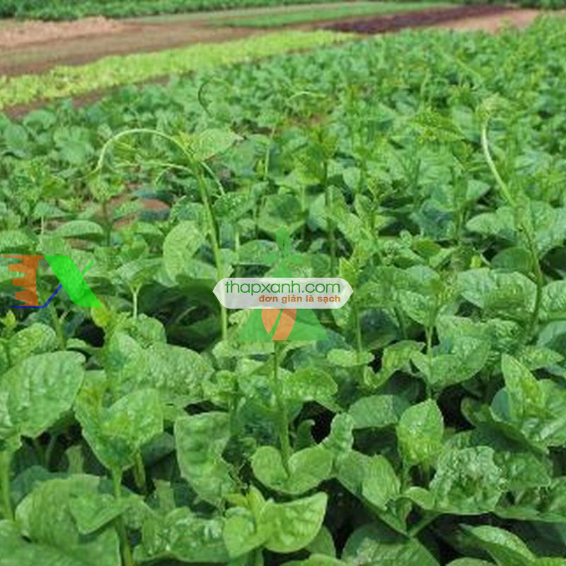 Hạt giống rau Mùng Tơi (Mồng tơi) - Công nghệ Nông Nghiệp