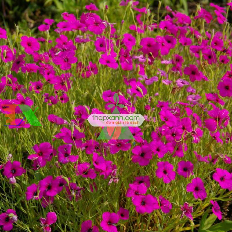 Hạt giống Hoa Baby.Công nghệ Nông Nghiệp