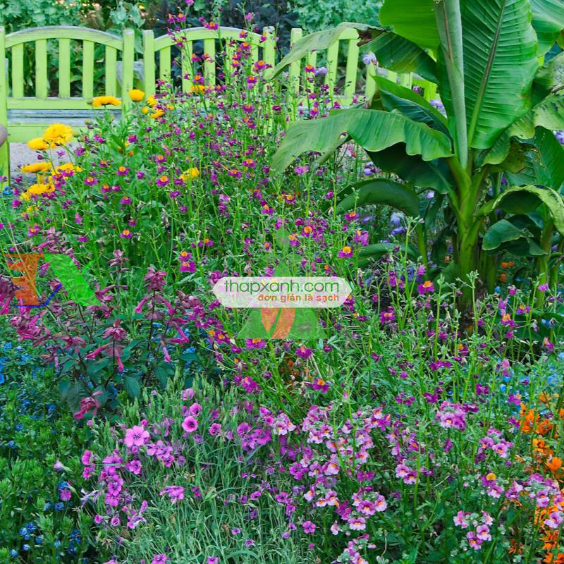 Hạt giống Hoa Baby.Công nghệ Nông Nghiệp