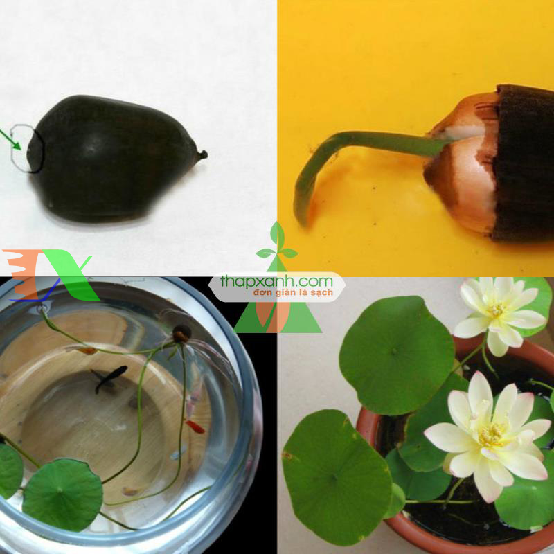 Cây Hoa Sen Nhật mini.Công nghệ Nông Nghiệp