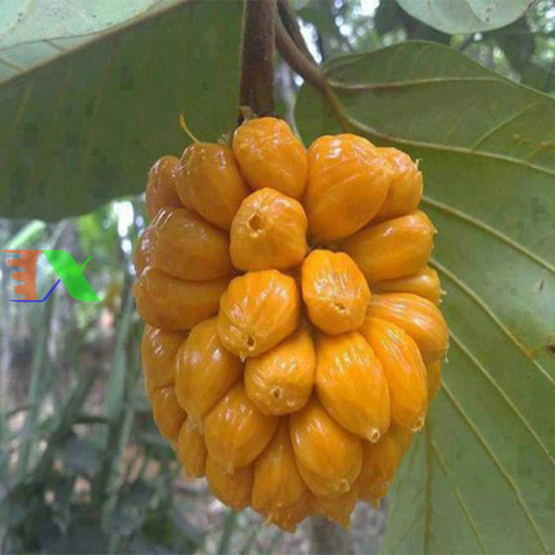 Cây Mit ghép, Mít Thái, Mít Tứ Quý, Mít Tố Nữ, Mít không hạt, Ruột đỏ ...