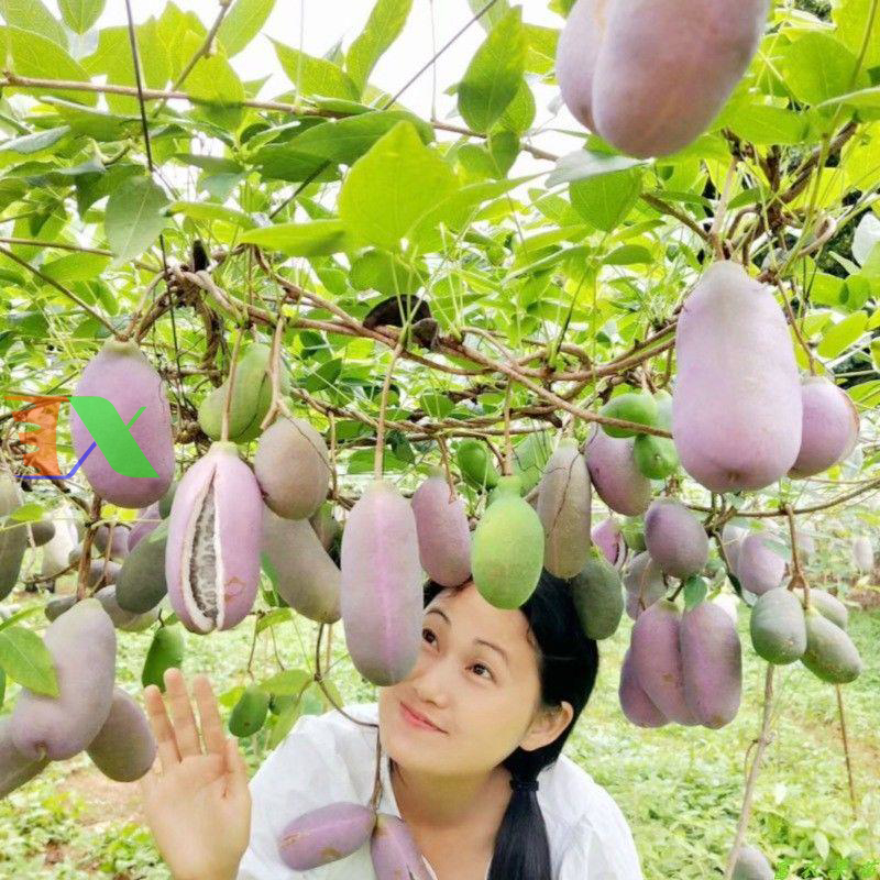 Cây Chanh Leo giống, Loại Chanh Leo Tháng Tám, August melon.Công nghệ Nông Nghiệp