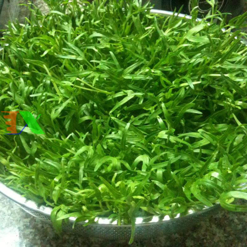 Hạt rau mầm rau muống Indonesia siêu giòn ngọt.Công nghệ Nông Nghiệp